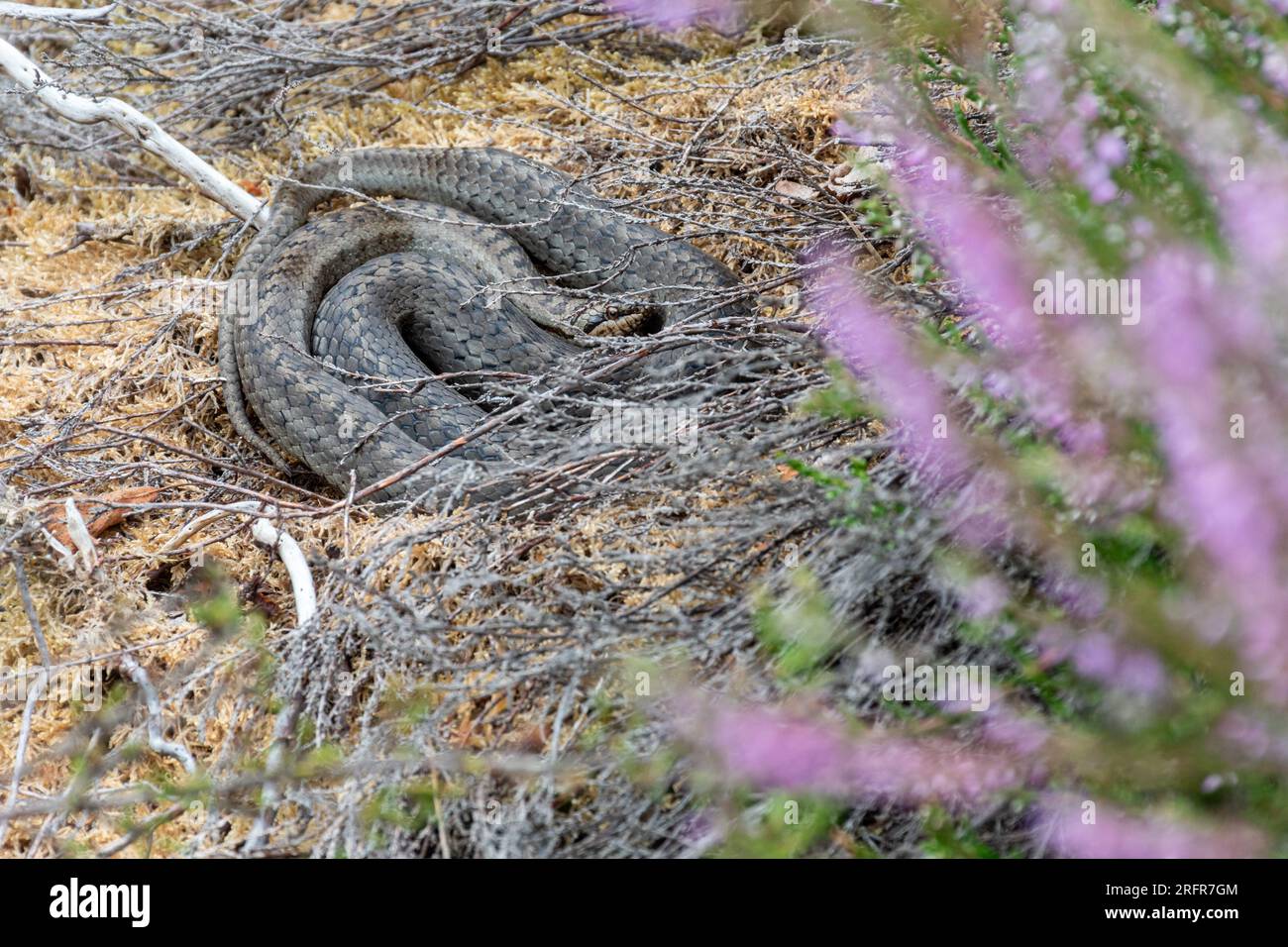 Smooth snake (Coronella austriaca) basking on heathland, Britain's ...
