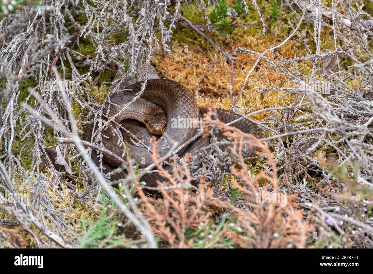 Smooth snake (Coronella austriaca) basking on heathland, Britain's ...