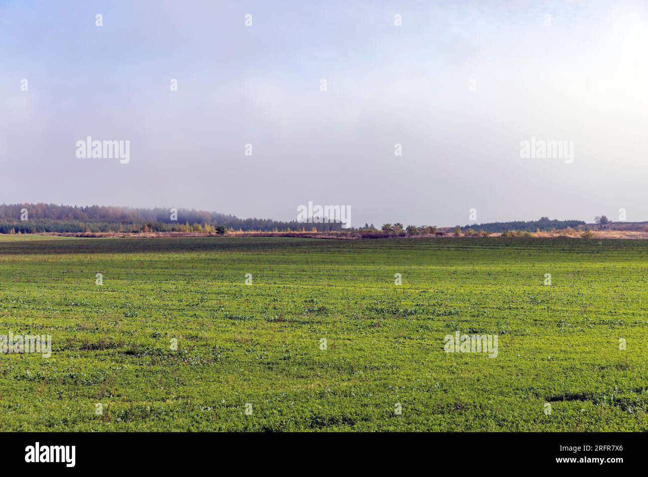 Green grass covered with water drops in the autumn season, green grass ...