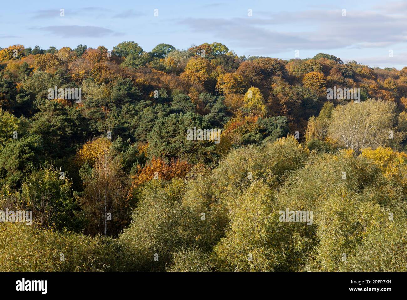 Mixed forest in the autumn season with different deciduous trees ...