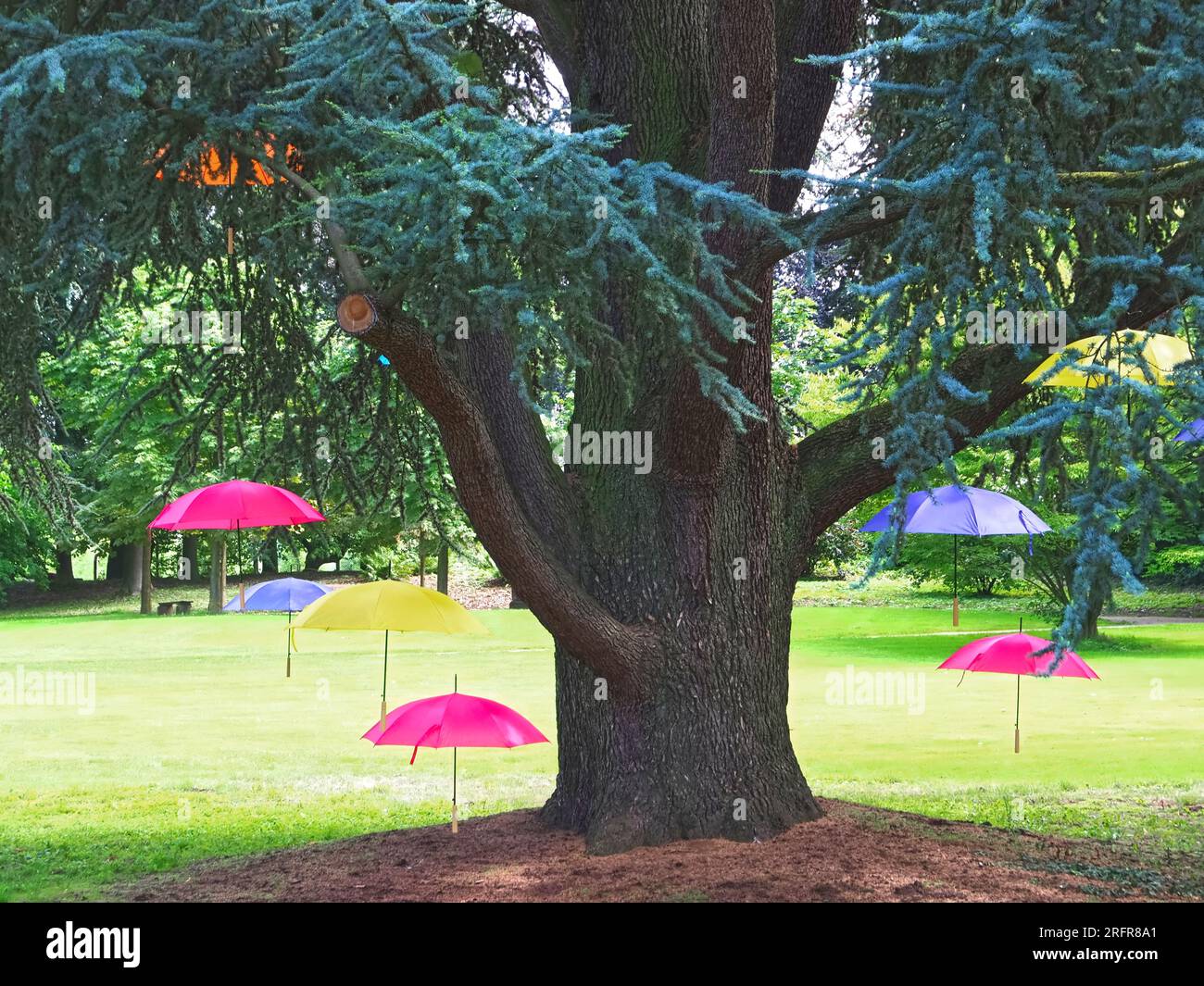 Symbol for climate protection - sun umbrellas hang on a tree Stock ...