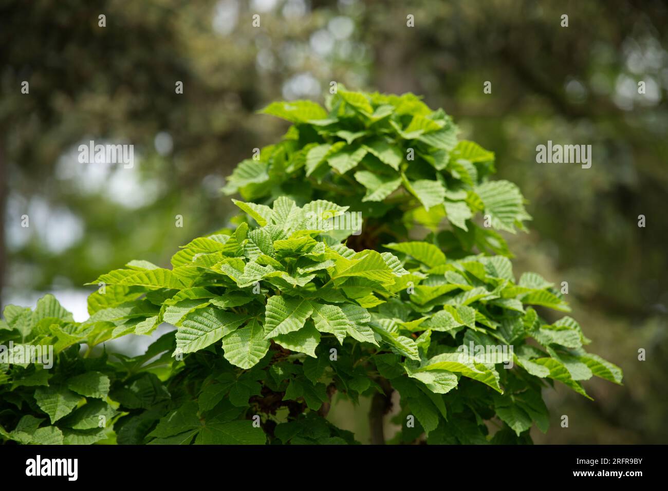 Dwarf horse chestnut tree hi-res stock photography and images - Alamy