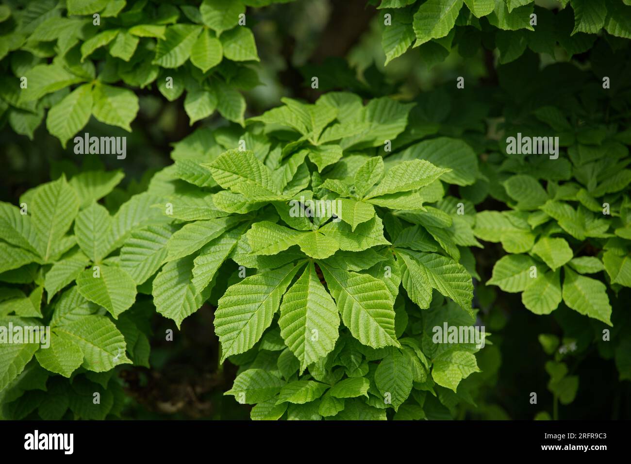 Dwarf horse chestnut tree Aesculus hippocastanum ‘Monstrosa’ Kiel ...