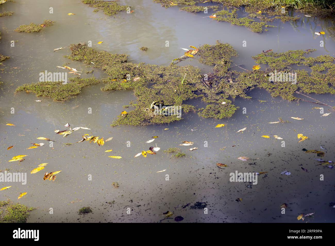 A narrow river that turns into a swampy area, the water in the river ...