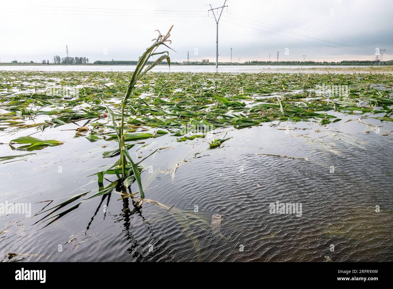 HEBI, CHINA - AUGUST 5, 2023 - Autumn grain corn is flooded in Gongqu ...