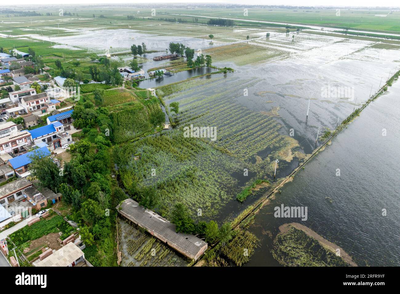 HEBI, CHINA - AUGUST 5, 2023 - Autumn grain corn is flooded in Gongqu ...