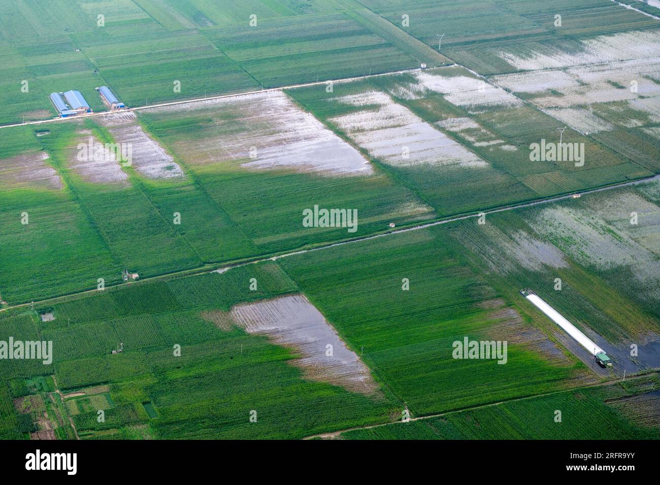 HEBI, CHINA - AUGUST 5, 2023 - Autumn grain corn is flooded in Gongqu ...