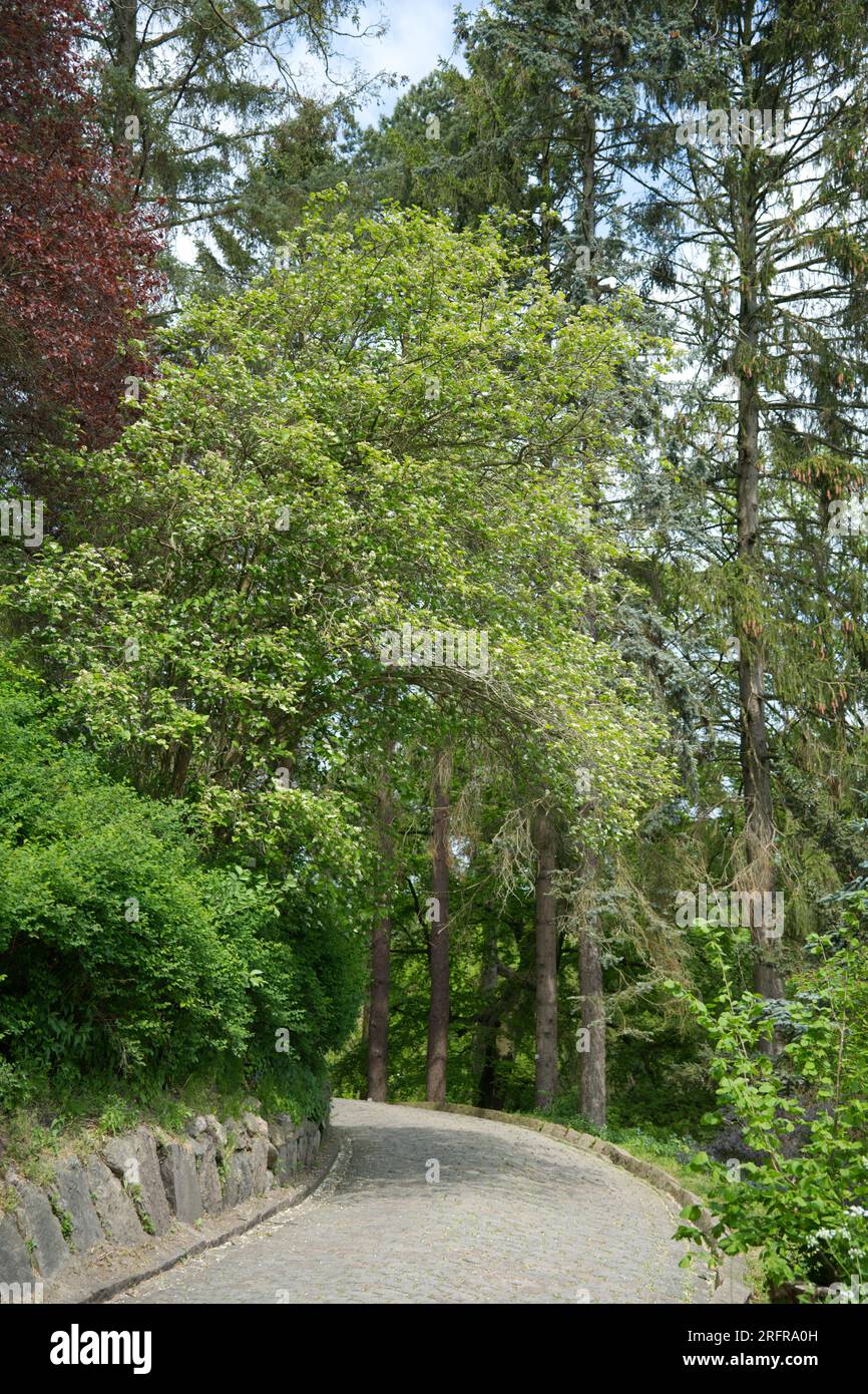 Kiel botanic garden hi-res stock photography and images - Alamy