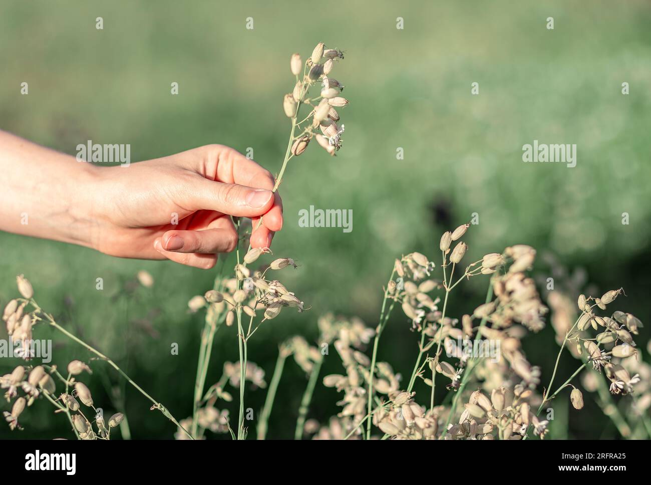 Hand picking, collecting herbal flowers, wild field plants Stock Photo ...