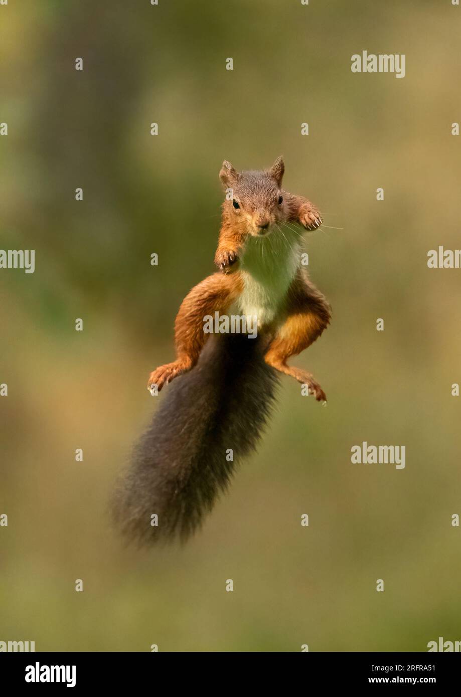 A unique shot of jumping Red Squirrel (Sciuris vulgaris), flying through the air with paws and ...