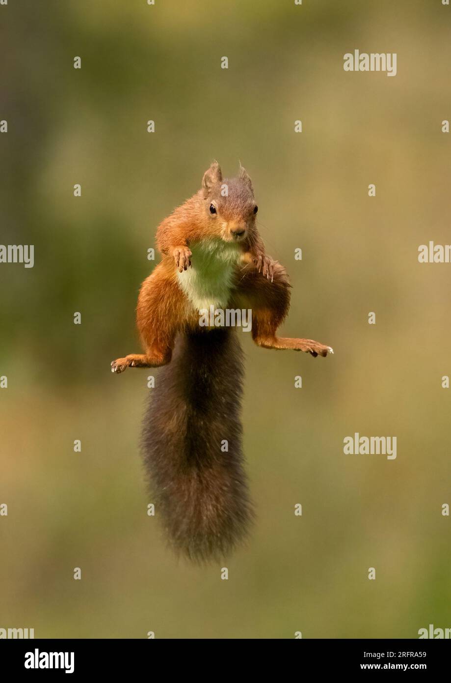 A unique shot of jumping Red Squirrel (Sciuris vulgaris), flying through the air with paws and ...