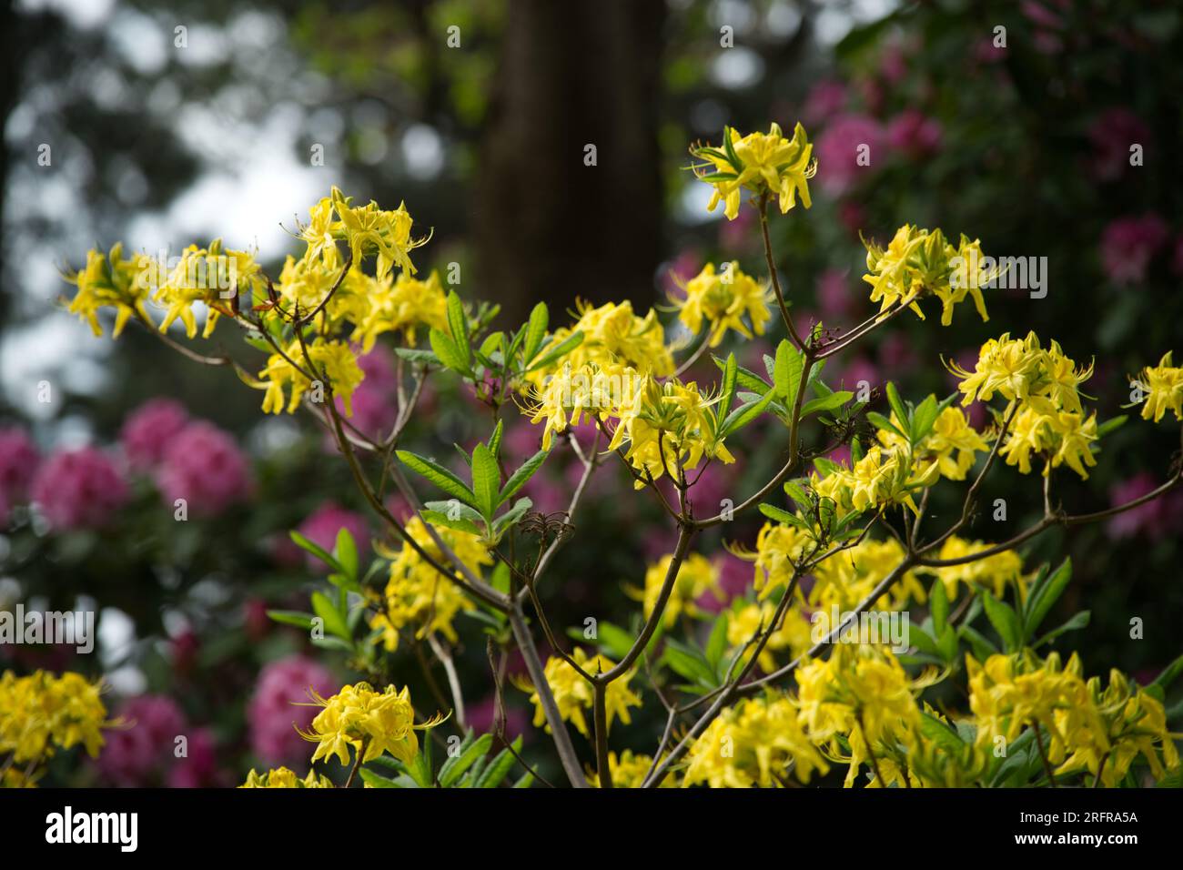 Spring flowers of scented yellow azalea Rhododendron luteum Kiel ...