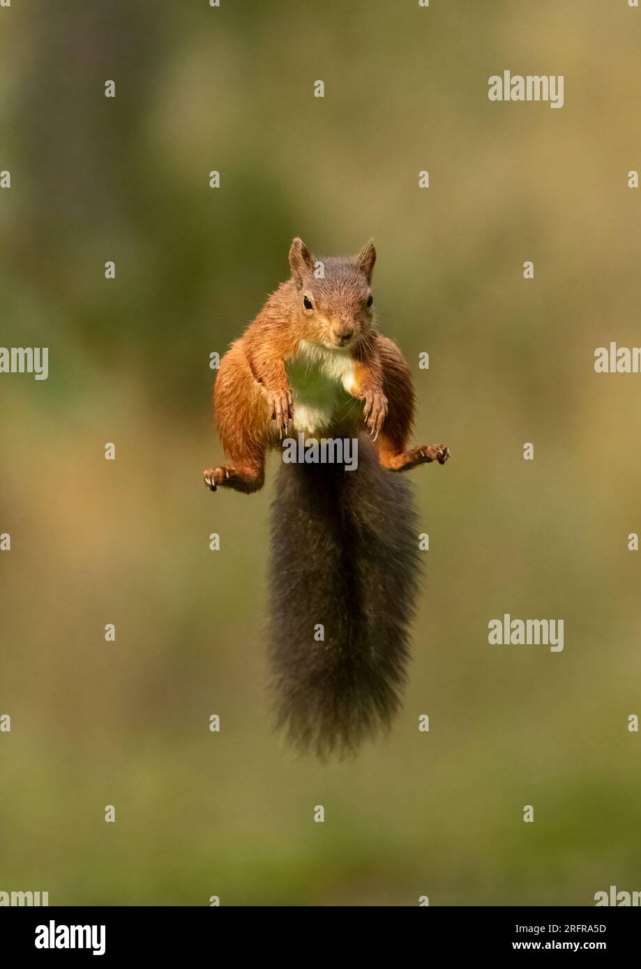 A unique shot of jumping Red Squirrel (Sciuris vulgaris), flying through the air with paws and ...