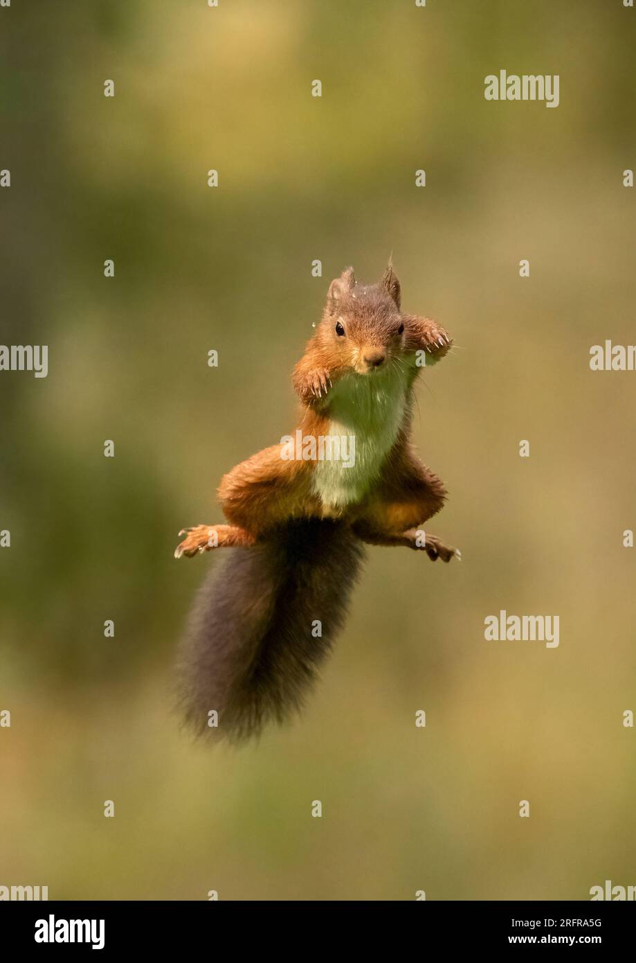 A unique shot of jumping Red Squirrel (Sciuris vulgaris), flying ...