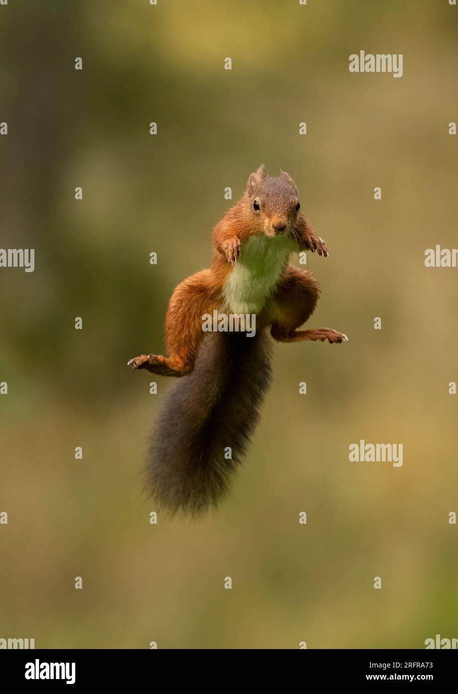 A unique shot of jumping Red Squirrel (Sciuris vulgaris), flying through the air with paws and ...