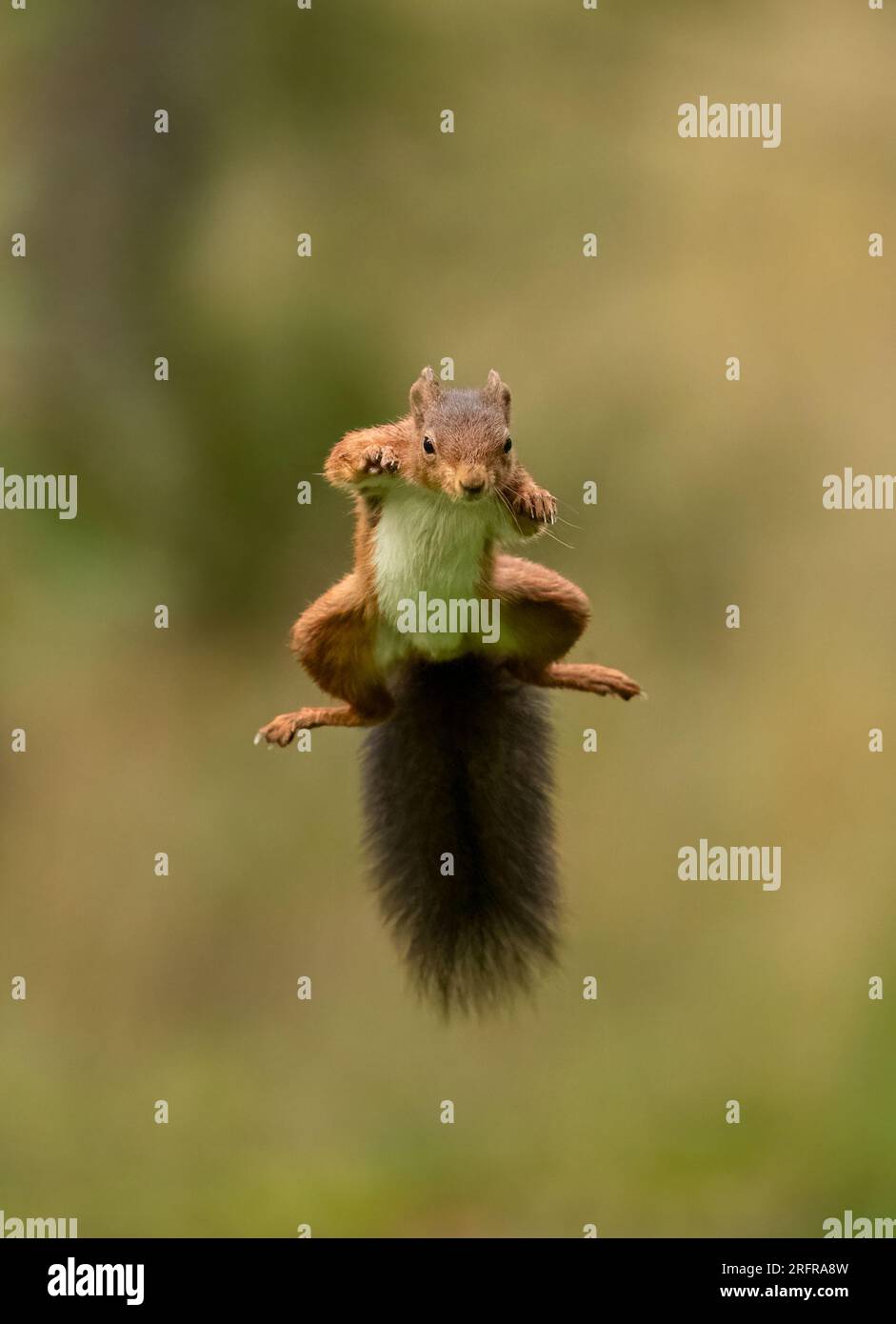 A unique shot of jumping Red Squirrel (Sciuris vulgaris), flying ...