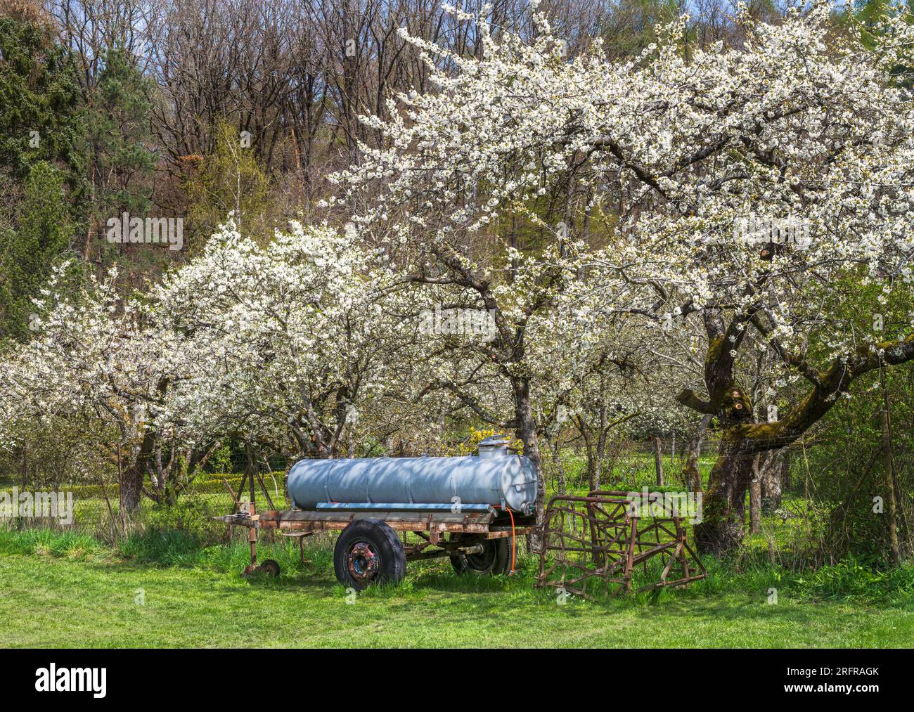 Tank tree hi-res stock photography and images - Alamy