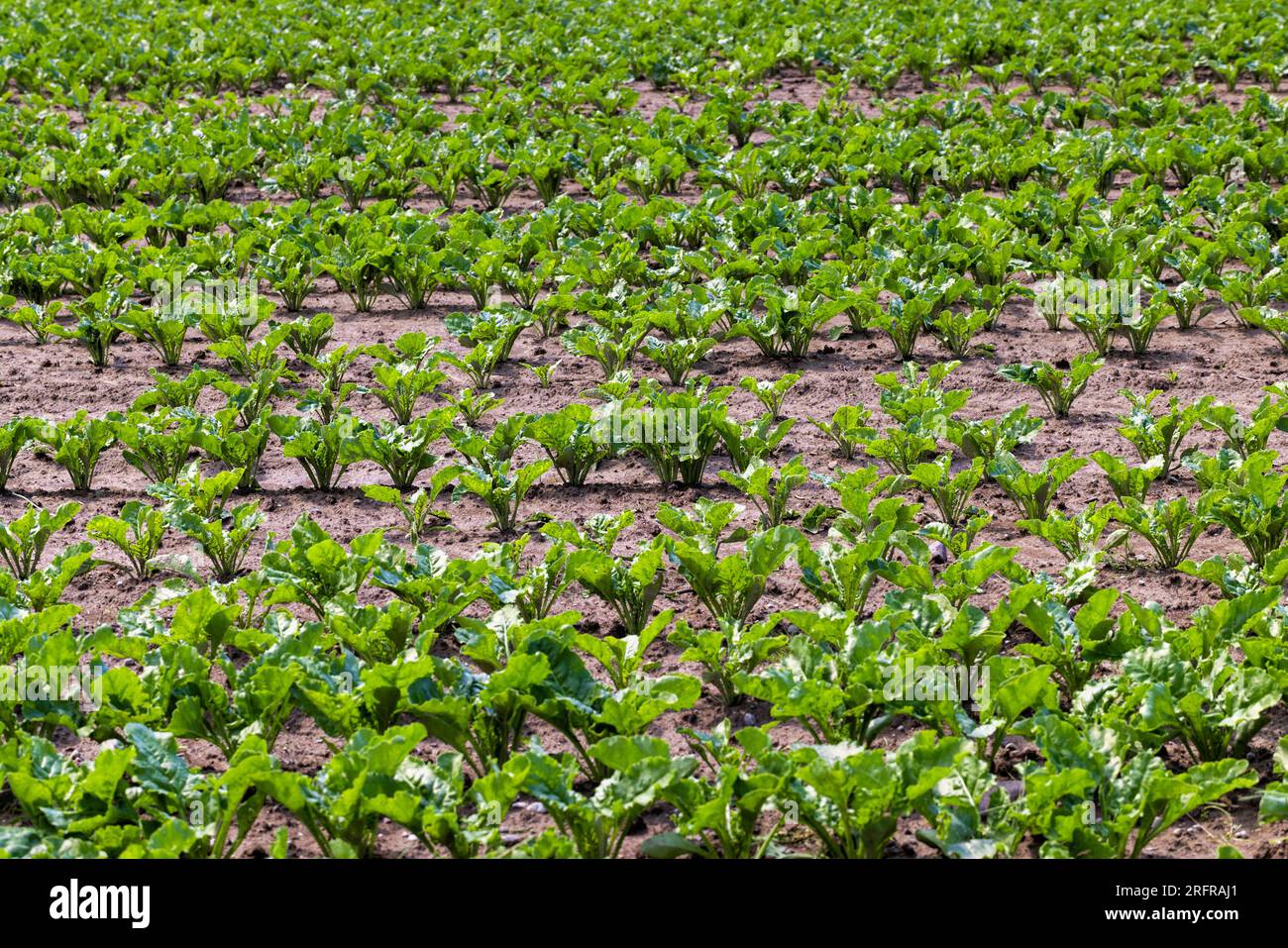 agricultural field where sugar beet grows, beet cultivation to produce ...