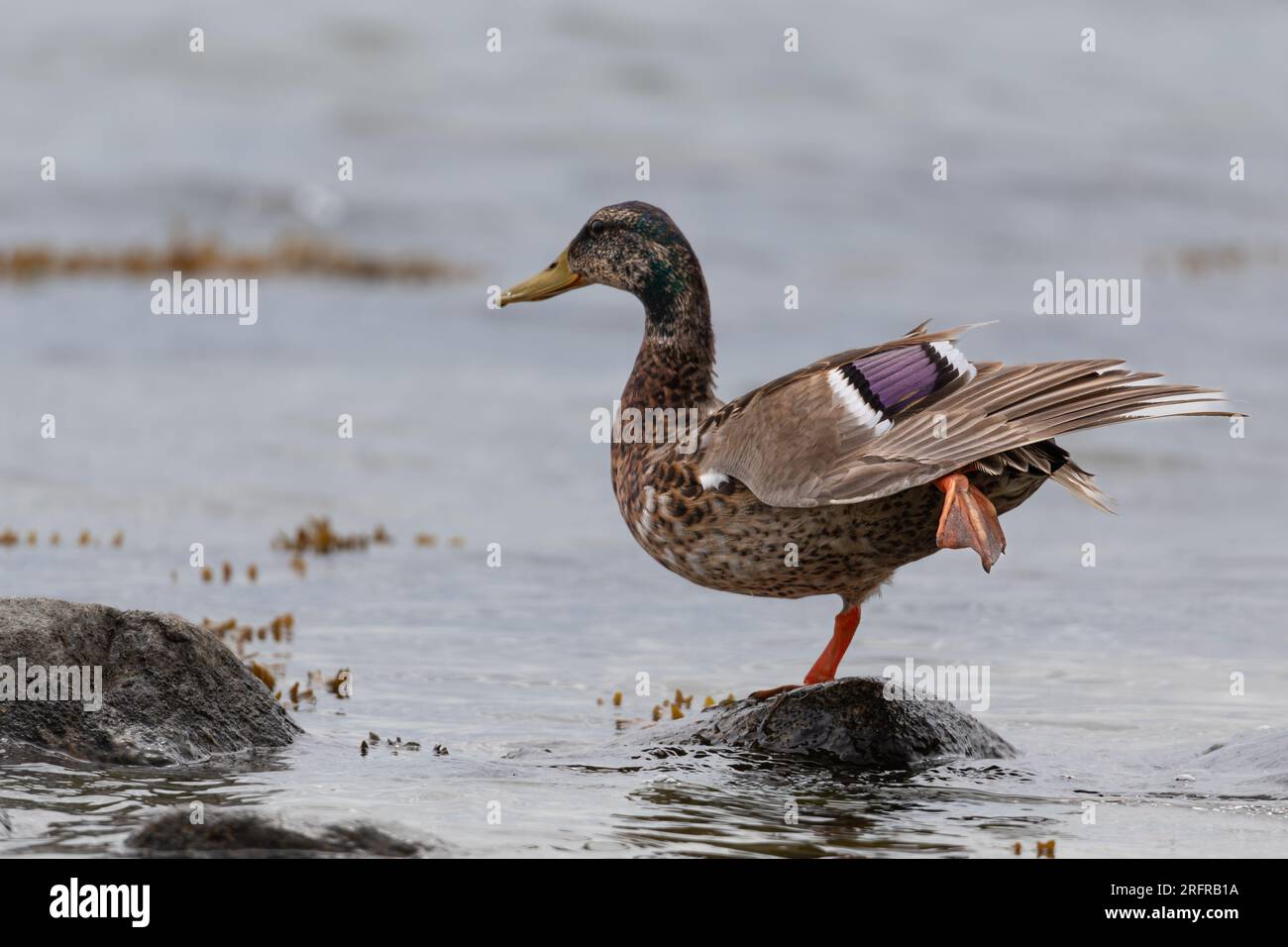 One leg standing duck hi-res stock photography and images - Alamy