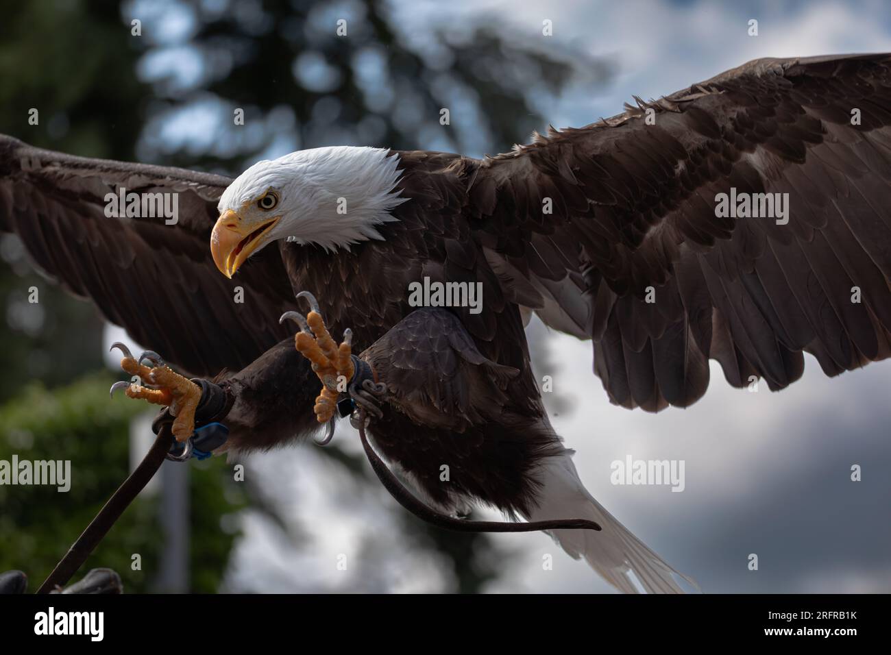A bald eagle about to land on his trainer's arm Stock Photo - Alamy