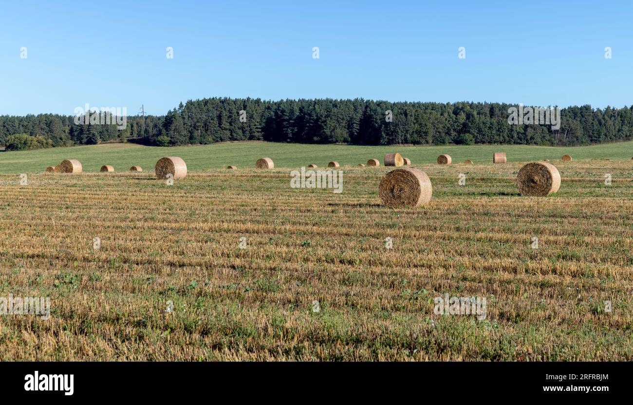 Yellow-golden straw on the field after harvesting in stacks, dry straw ...
