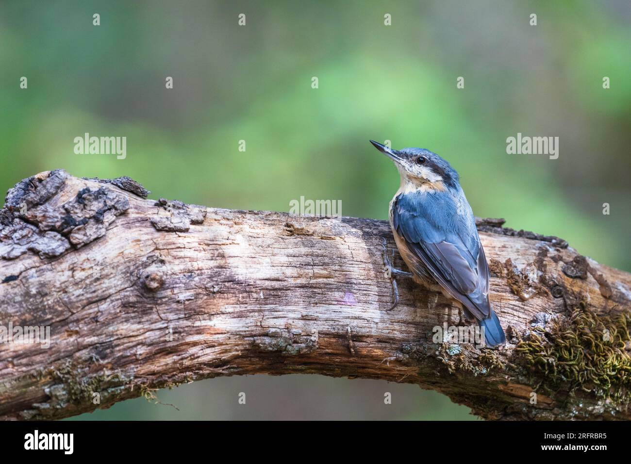 Biodiversidad europea hi-res stock photography and images - Alamy