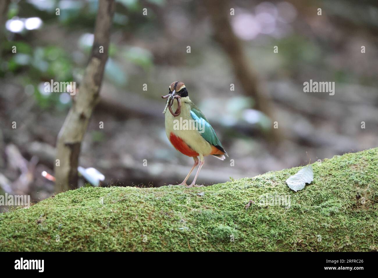 Fairy pitta (Pitta nympha) in Japan Stock Photo - Alamy