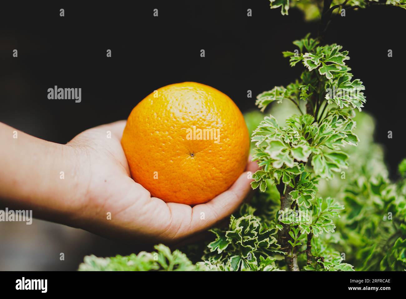 Hand holding mandarin orange hi-res stock photography and images - Alamy