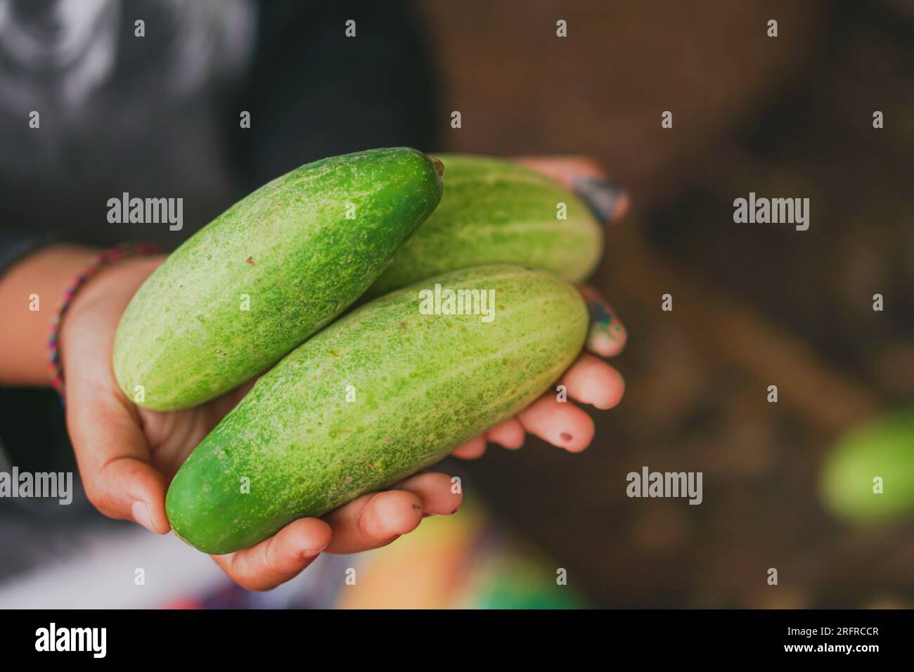 Hands gardener holding bunch hi-res stock photography and images - Alamy