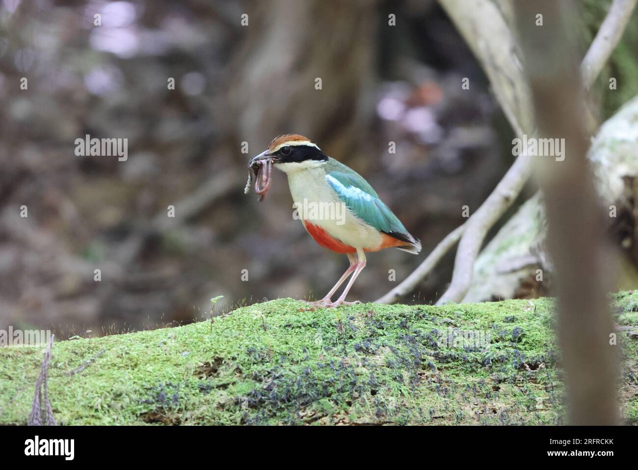 Fairy pitta (Pitta nympha) in Japan Stock Photo - Alamy