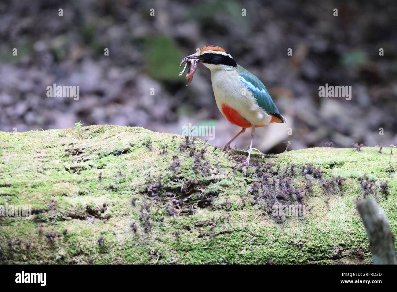 Fairy pitta (Pitta nympha) in Japan Stock Photo - Alamy