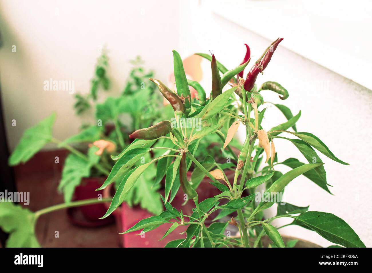 Chilli plant growing on the balcony. High quality photo Stock Photo - Alamy