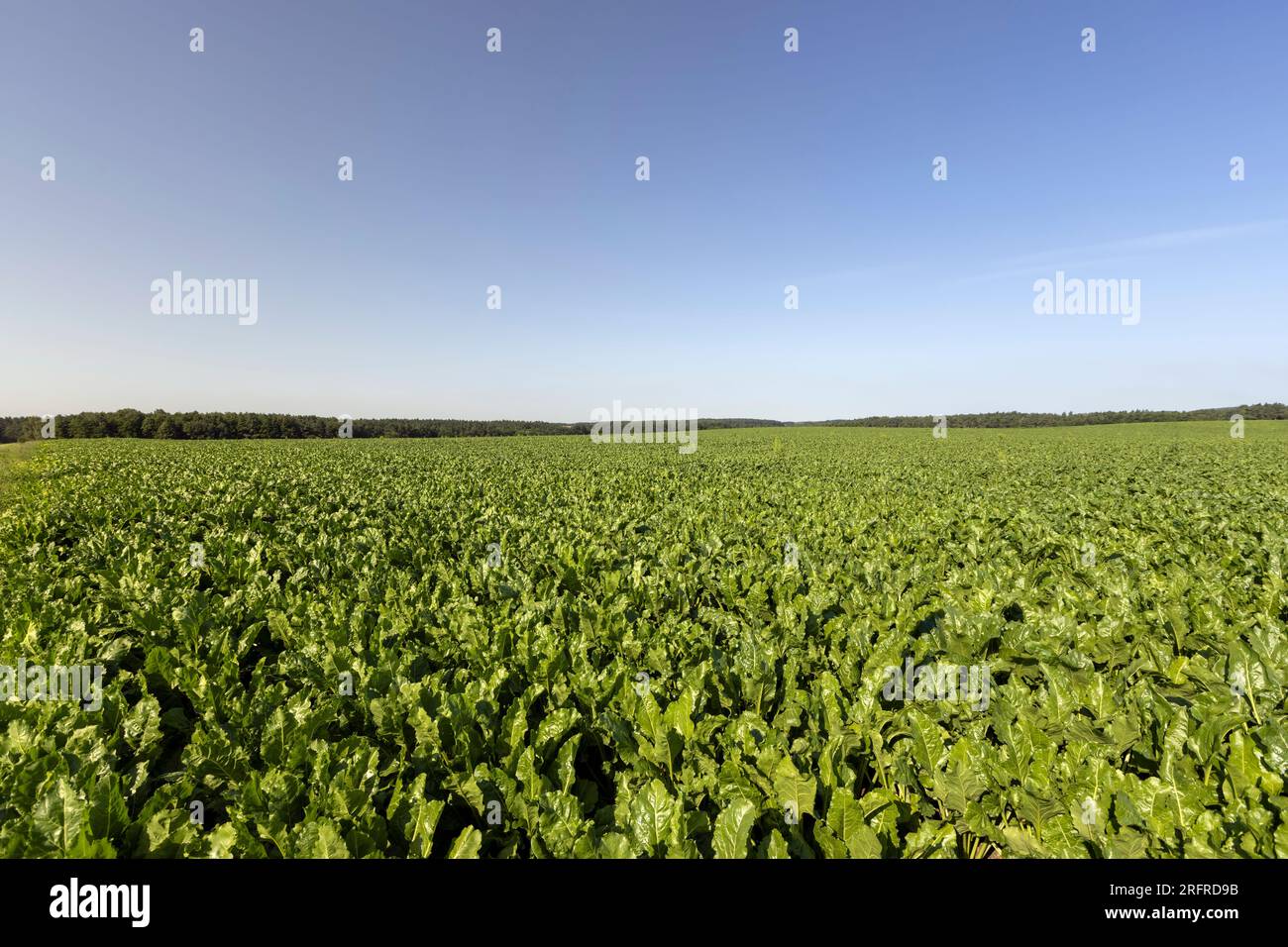 Growing beets in an agricultural field, beets in a field that is used ...