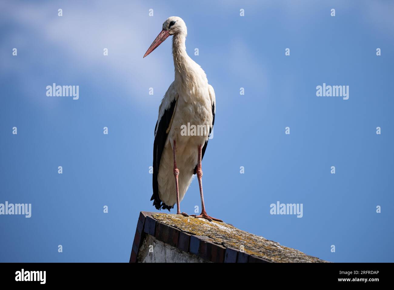 White stork standing on the roof of a house in village. Stork poses for ...