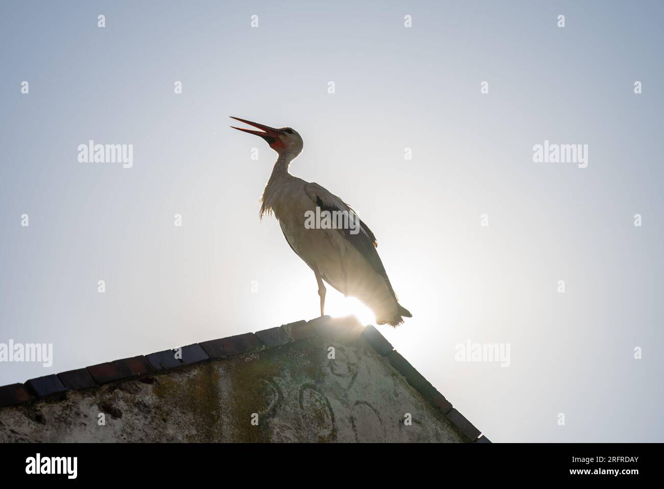 White stork standing on the roof of a house in village. Stork poses for ...