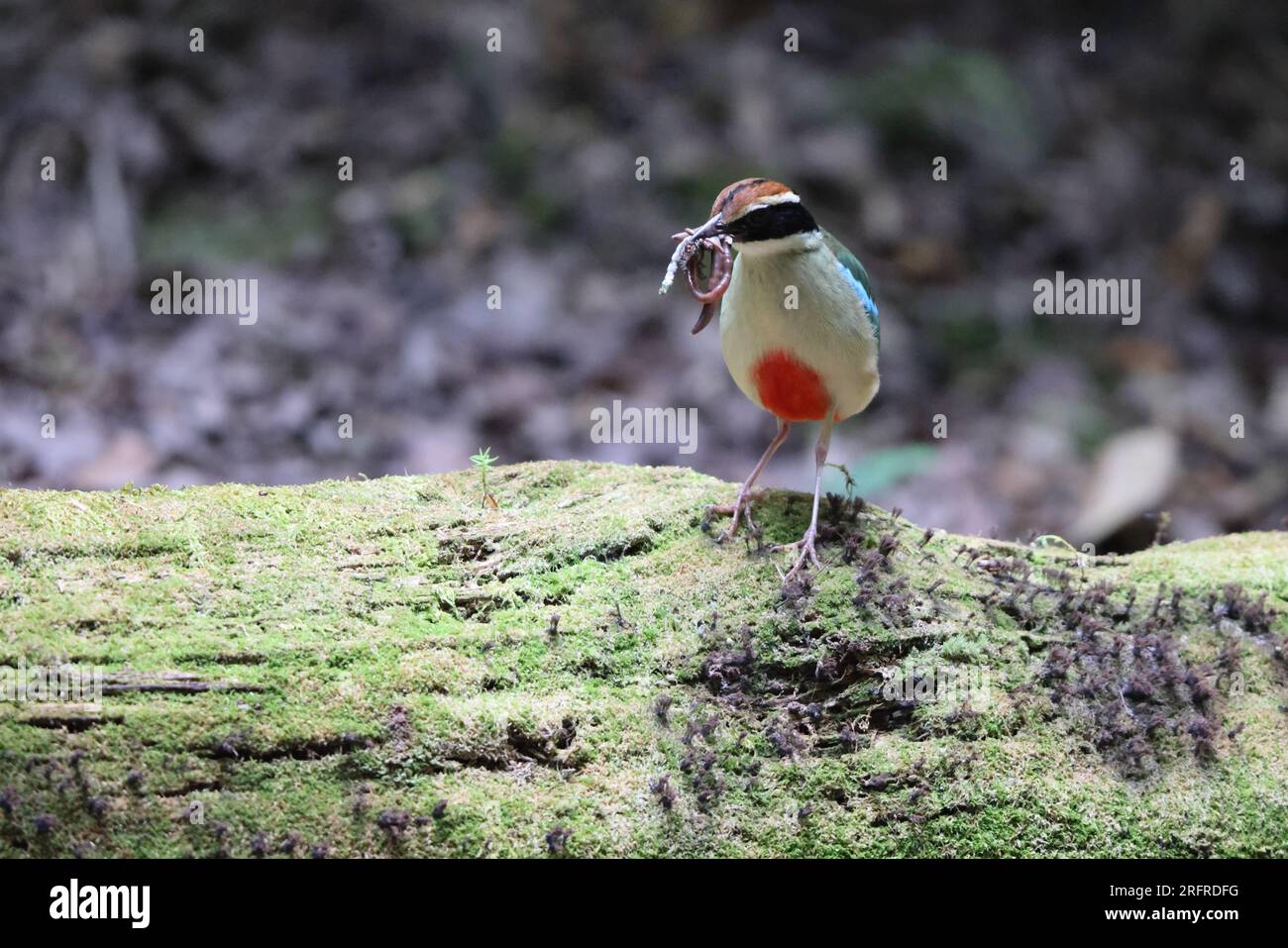 Fairy pitta (Pitta nympha) in Japan Stock Photo - Alamy