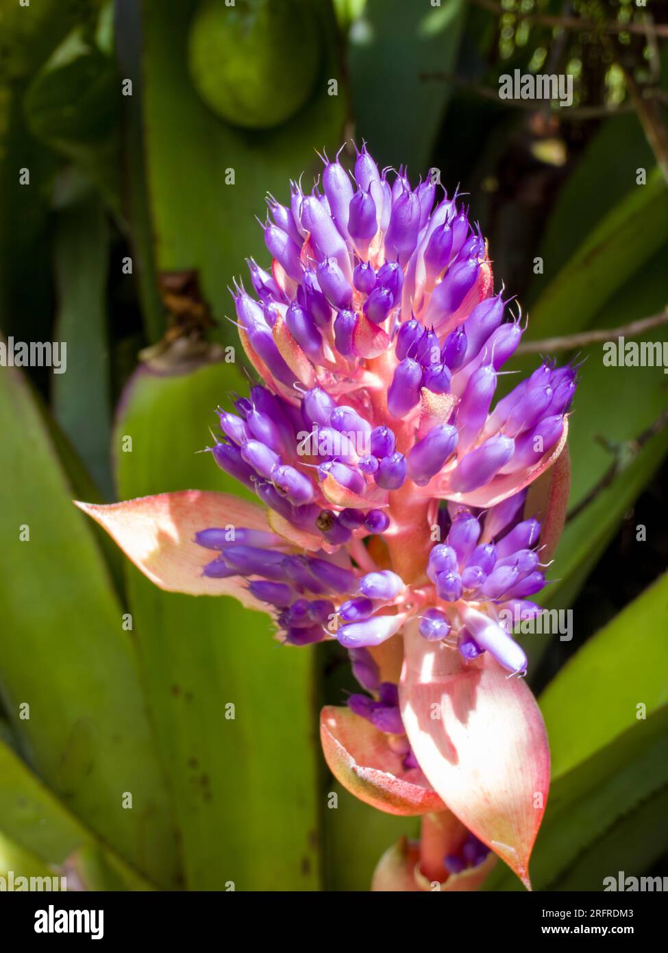 Portea Alatisepala, bromeliad, flower spray, buds, cultivated, Malanda ...