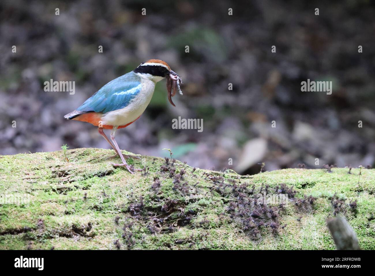 Fairy pitta (Pitta nympha) in Japan Stock Photo - Alamy