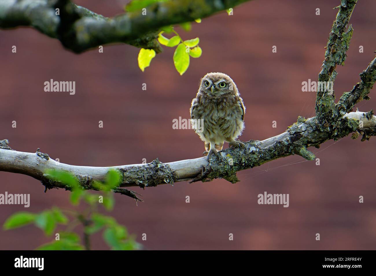 Little owl in the uk hi-res stock photography and images - Alamy