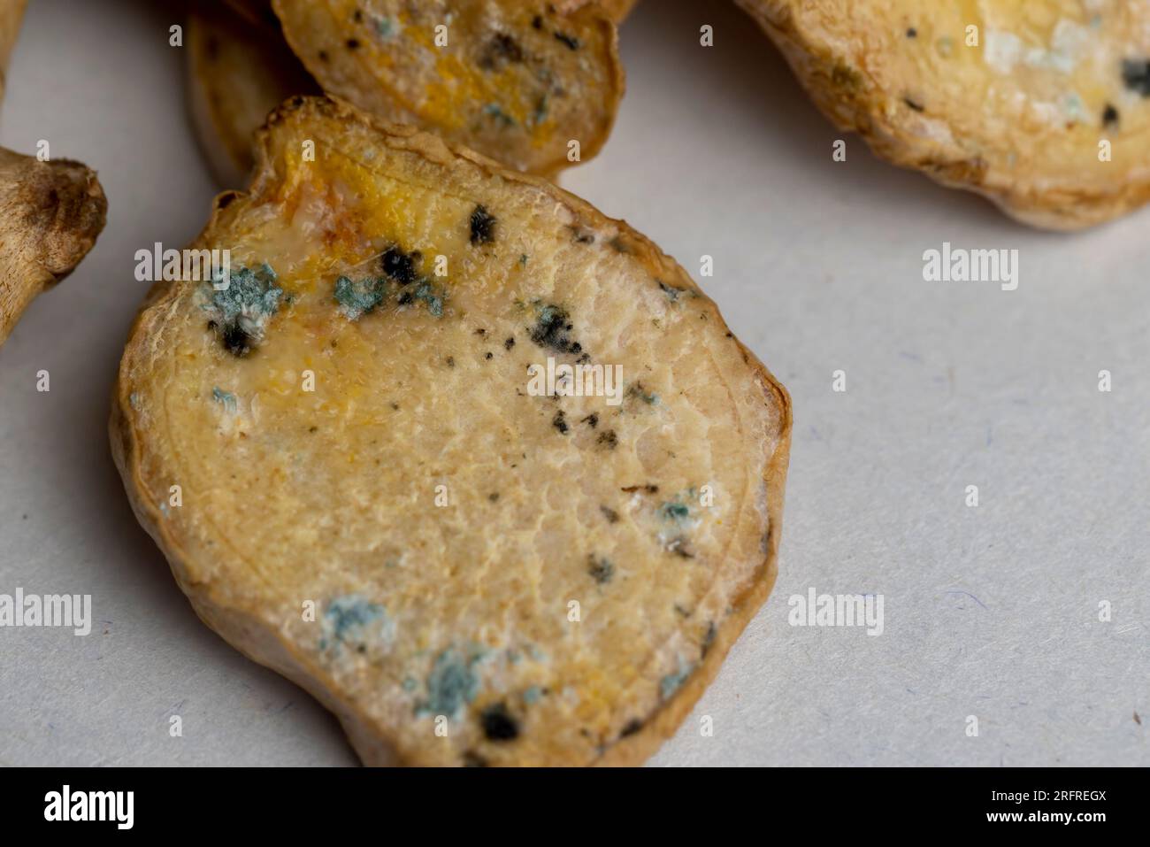 Spoiled and covered with mold sliced ginger, spices spoiled food ...