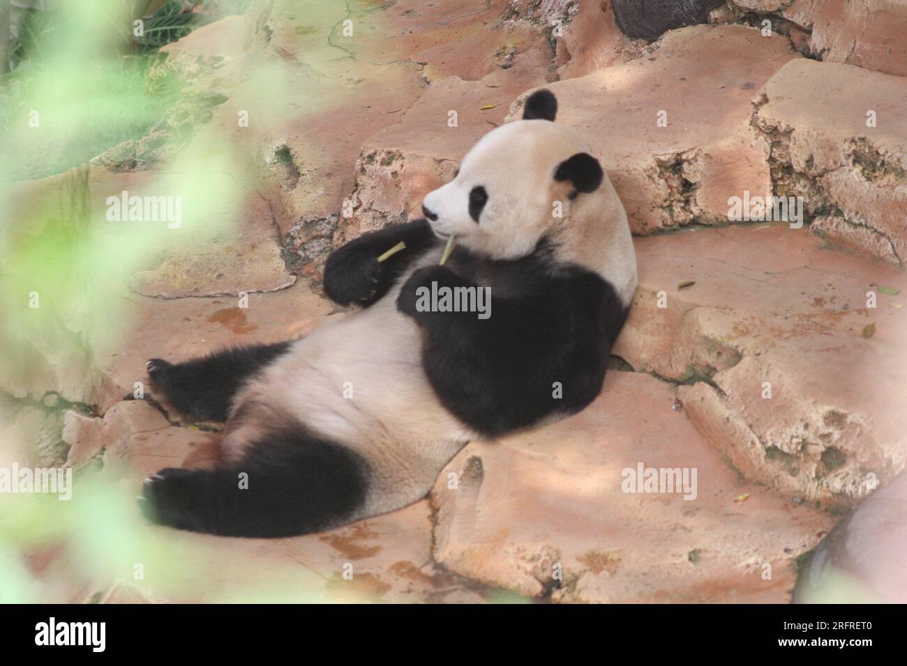 Bogor, Indonesia. 5th Aug, 2023. Giant panda Cai Tao is seen during a ...