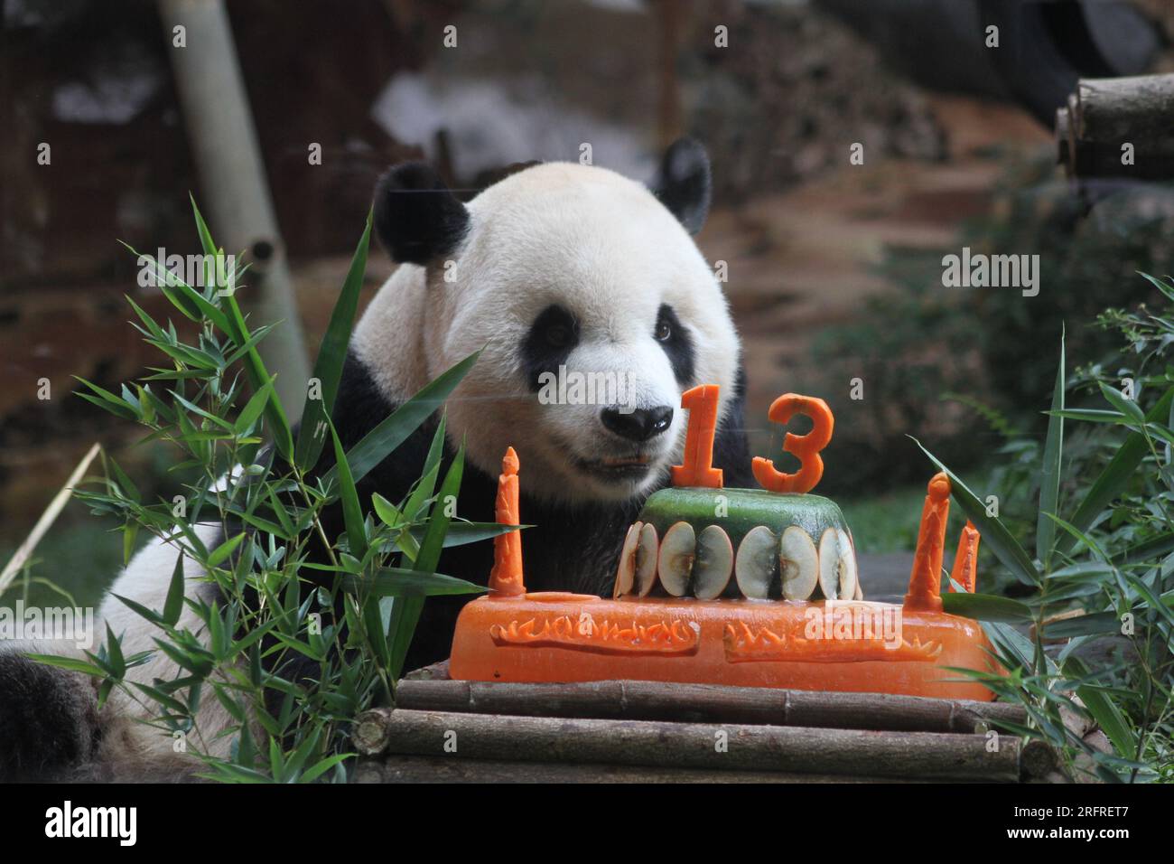 Bogor, Indonesia. 5th Aug, 2023. Giant panda Cai Tao is seen during a ...