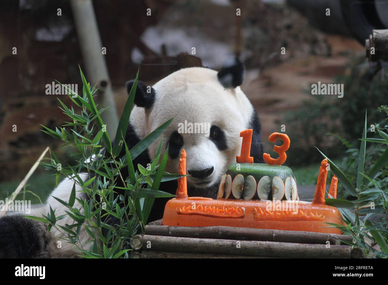 Bogor, Indonesia. 5th Aug, 2023. Giant panda Cai Tao is seen during a ...