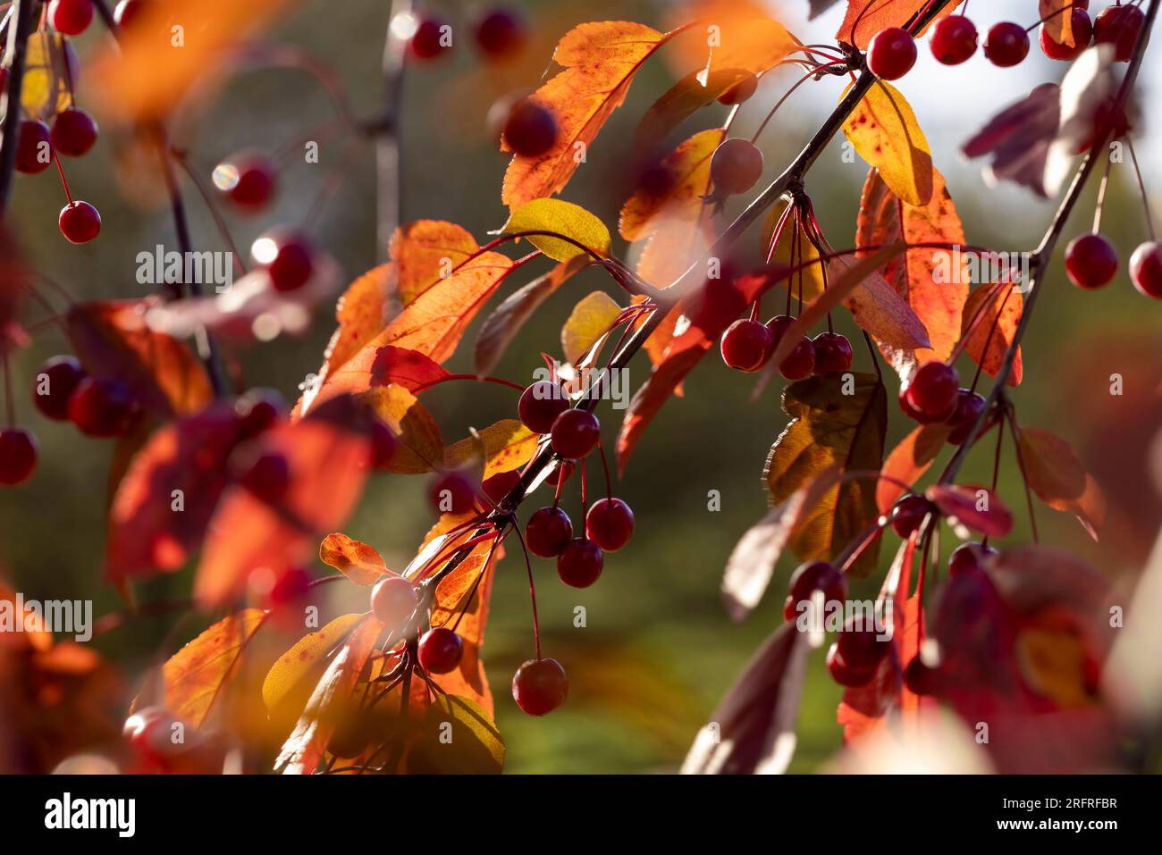 Red round berries on a tree in autumn, ripening seeds of deciduous ...