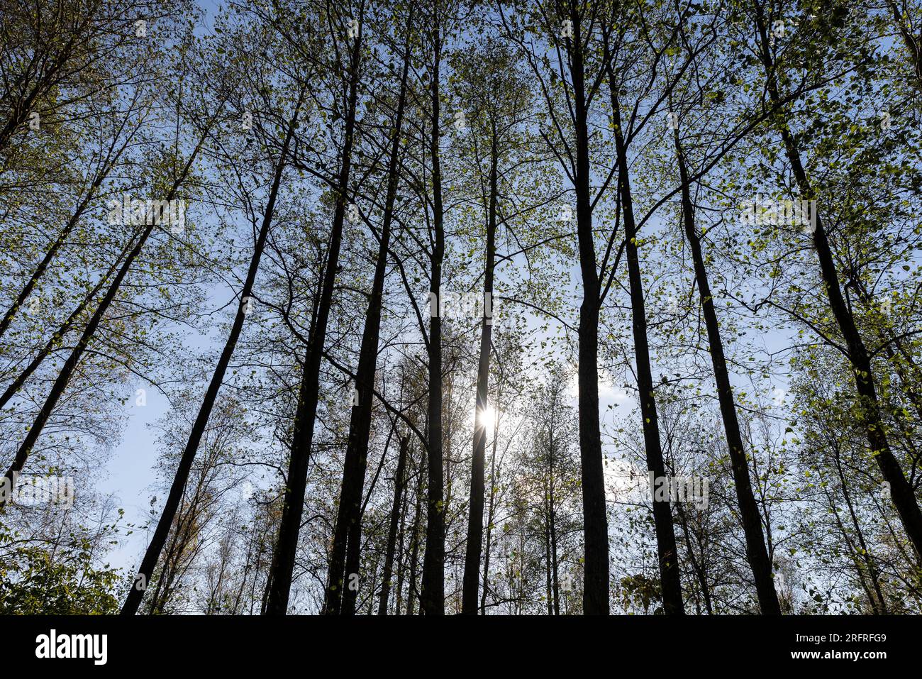Trees with foliage falling in autumn, various deciduous trees with ...