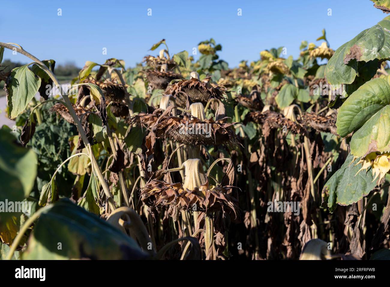 Sunflower field with faded flowers in late summer, autumn field with ...