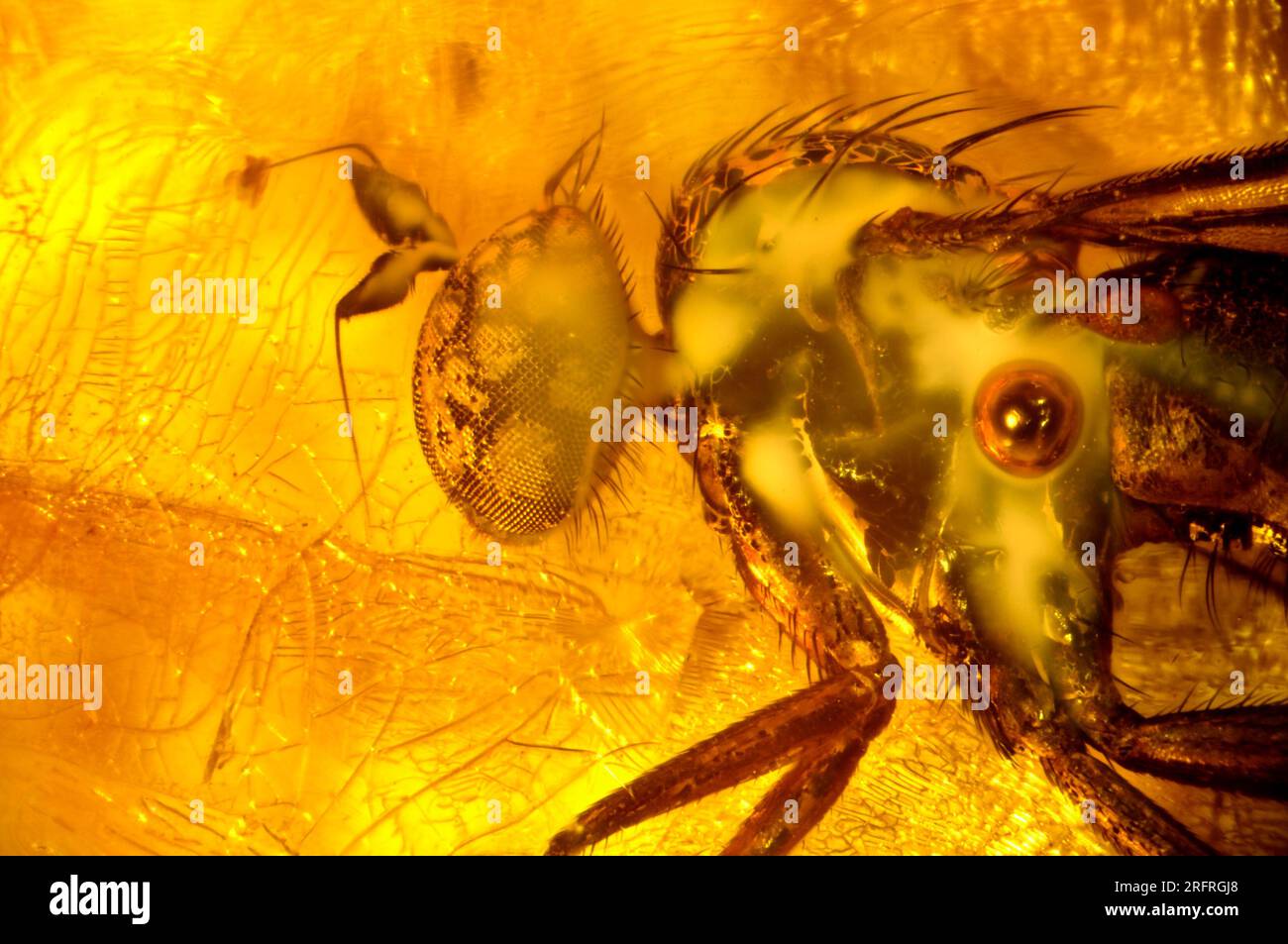 Prehistoric fly preserved in amber, with air bubbles and fungus ...
