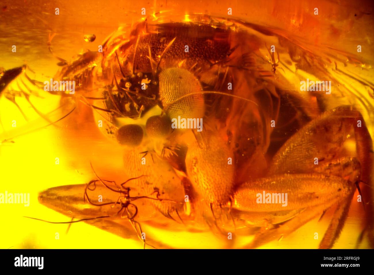 Prehistoric fly preserved in amber - closeup through a microscrope ...