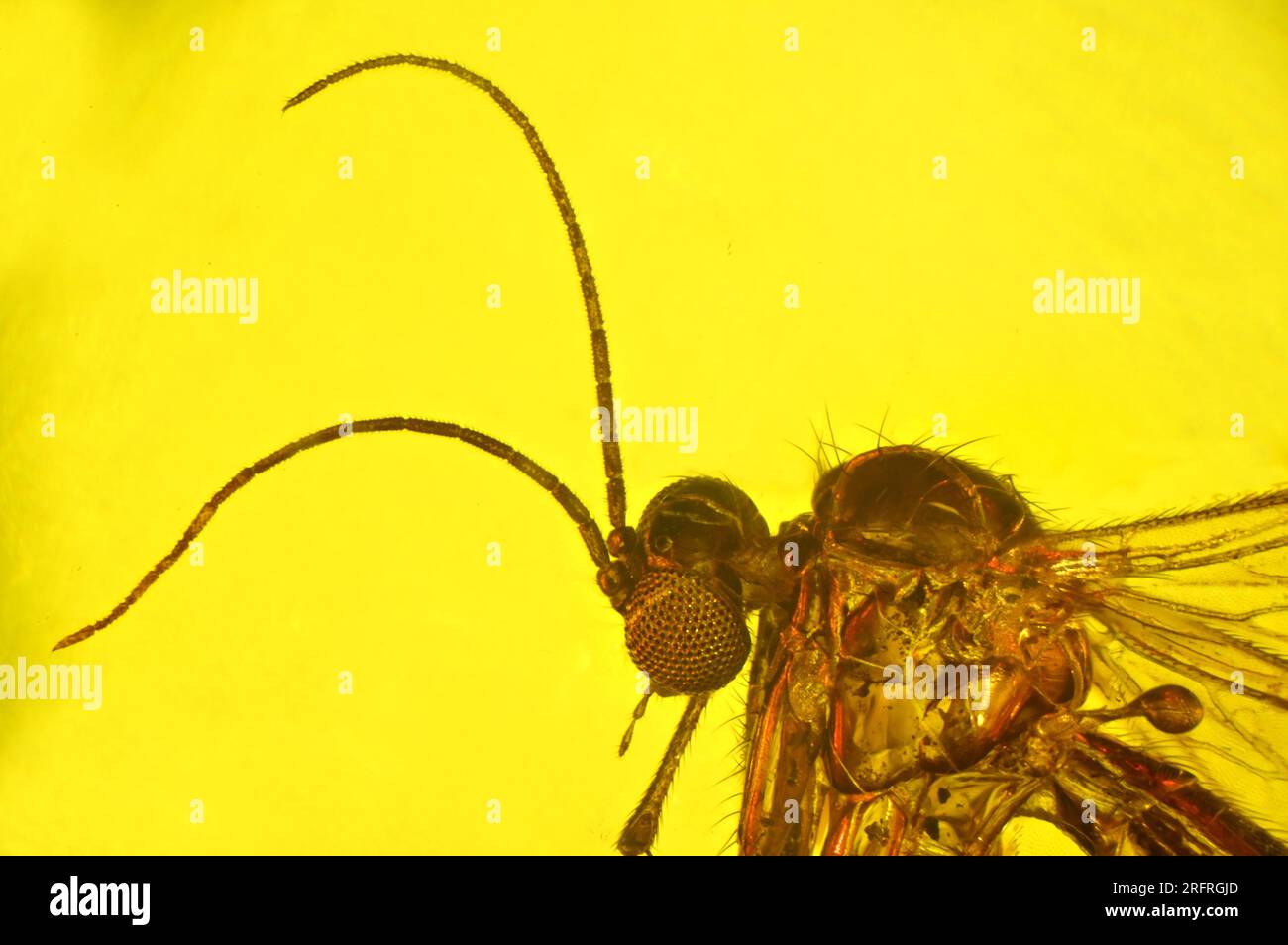 Prehistoric fly preserved in amber - closeup through a microscrope ...