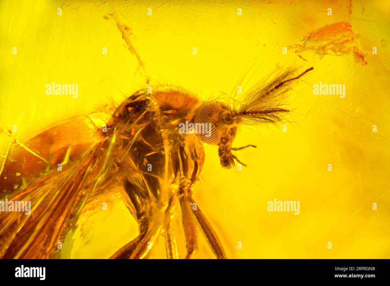 Prehistoric fly preserved in amber - closeup through a microscrope ...